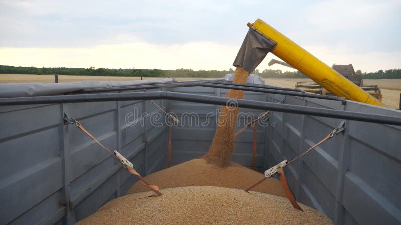 Loading Wheat into a Cargo Ship for Transportation by Sea. the Ship is ...