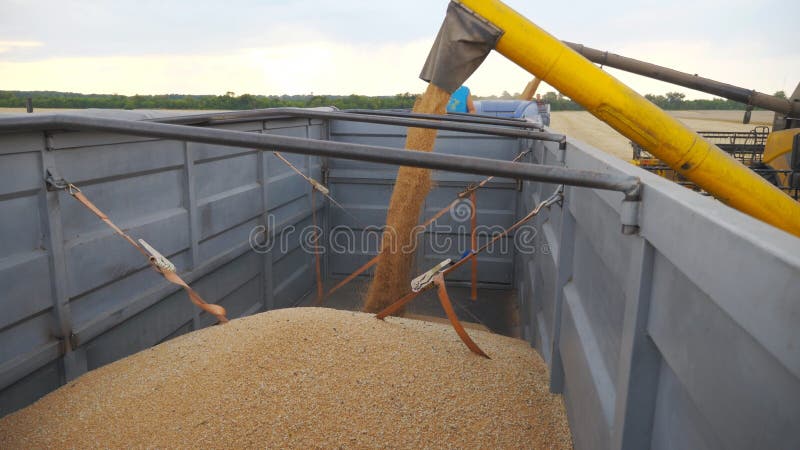 Loading Wheat into a Cargo Ship for Transportation by Sea. the Ship is ...