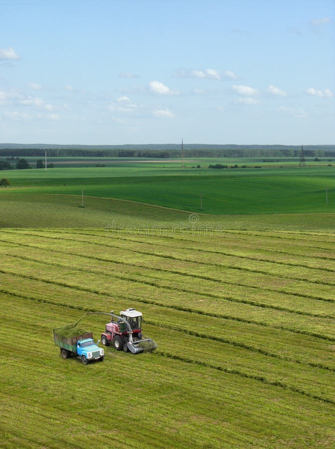 Alfalfa Grass stock image. Image of vegetable, diet, agriculture - 26021429