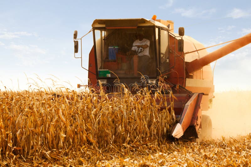 Combine Operator Harvesting Corn on the Field in Sunny Day Stock Photo ...