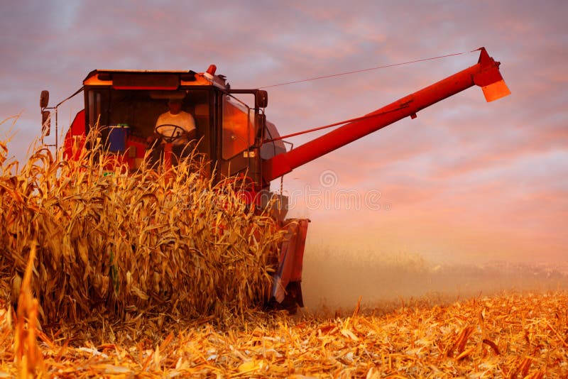 Combine Operator Harvesting Corn on the Field in Summer Evening Stock ...