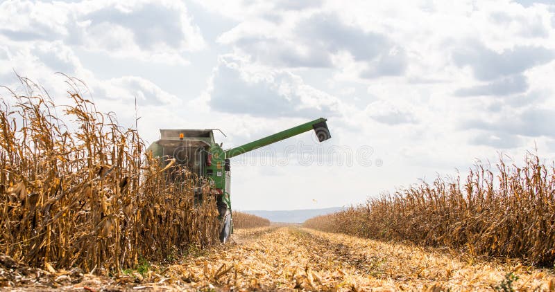 Combine Operator Harvesting Corn on the Field in Sunny Day Stock Photo ...