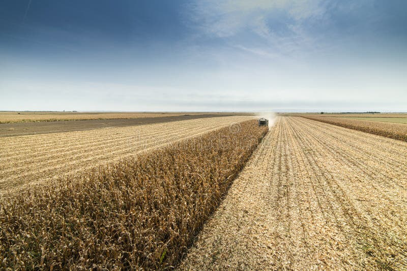 Combine Operator Harvesting Corn on the Field in Sunny Day Stock Photo ...