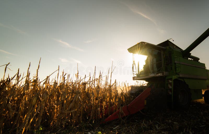 Combine Harvesting Corn in Sunset Stock Image - Image of harvesting ...