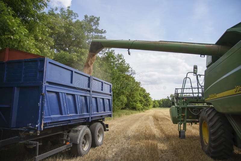 The Combine Pours Wheat into the Tractor Trailer with a Grain Auger ...
