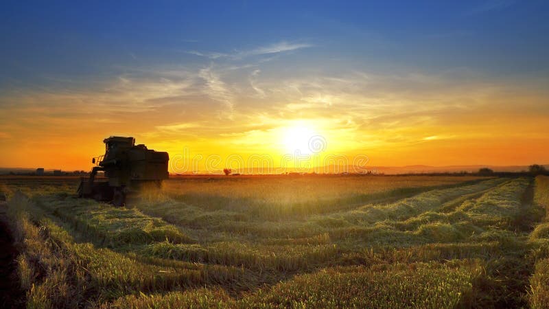 Combine Tractor in Field Harvesting at Sunset Stock Photo - Image of ...