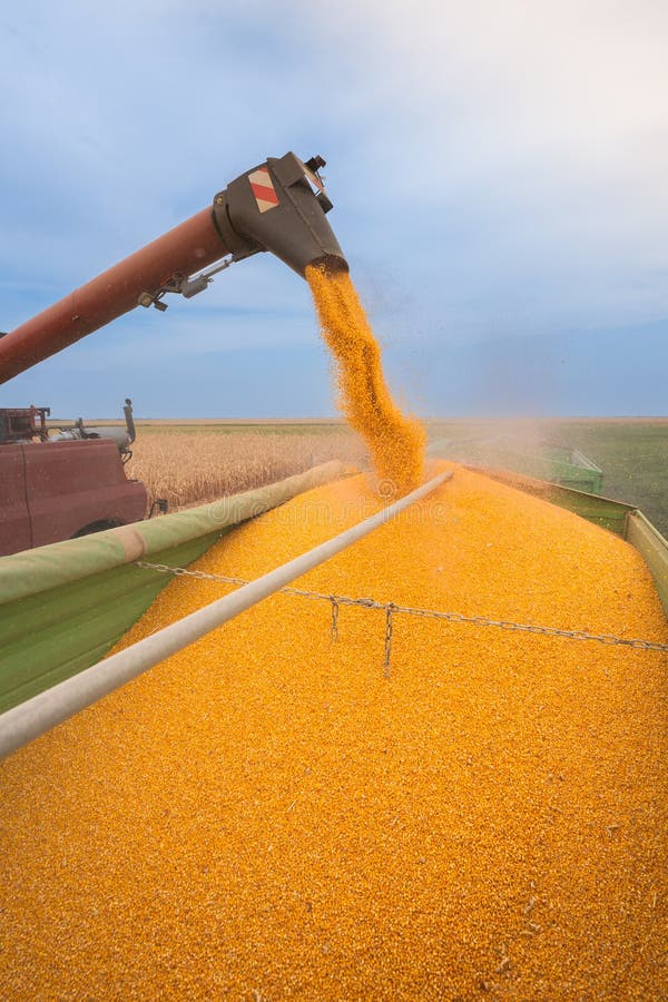 Combine Transferring Corn after Harvest Stock Photo - Image of sunlight ...