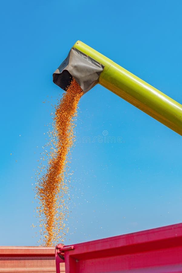 Combine Unloading Harvested Corn Kernels Stock Image - Image of cart ...