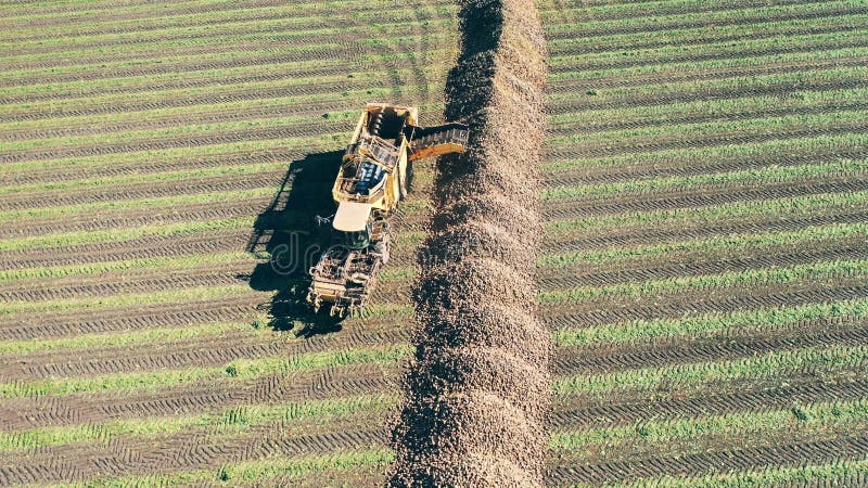 Combine is Unloading Root Crops into Piles in a Top View Stock Video ...