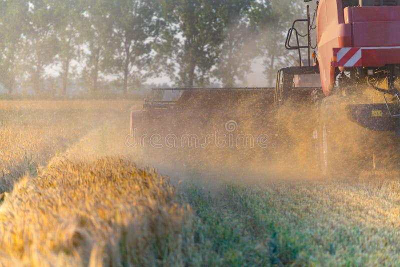 Combine Working on Barley Field Stock Image - Image of harvesting ...