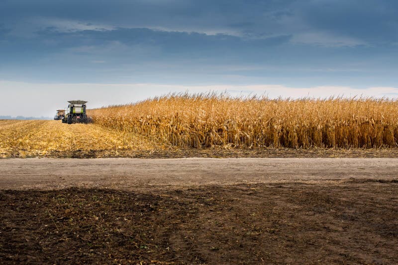 Combine Working in a Corn Field, Harvest Stock Photo - Image of farmer ...
