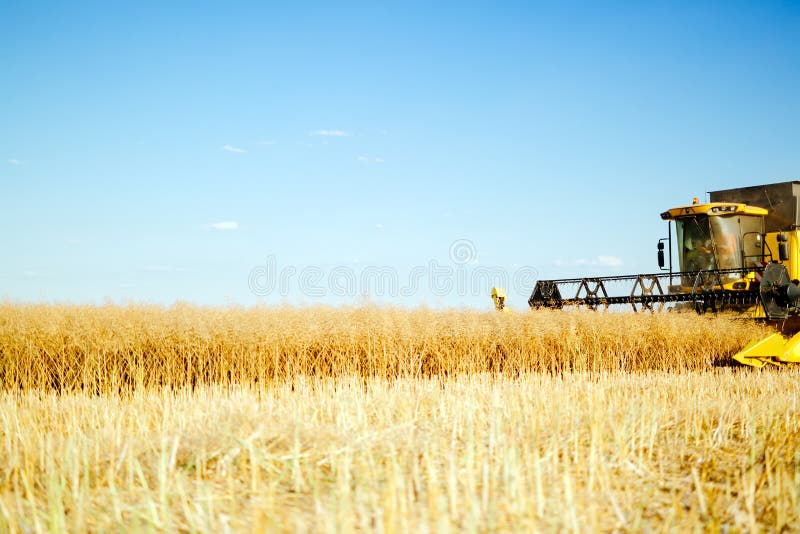 Combine working in fields editorial stock image. Image of farm - 74949294