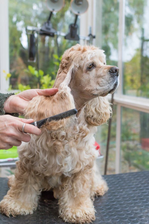 Combing the Long Ears of the American Cocker Spaniel. Vertically Stock ...