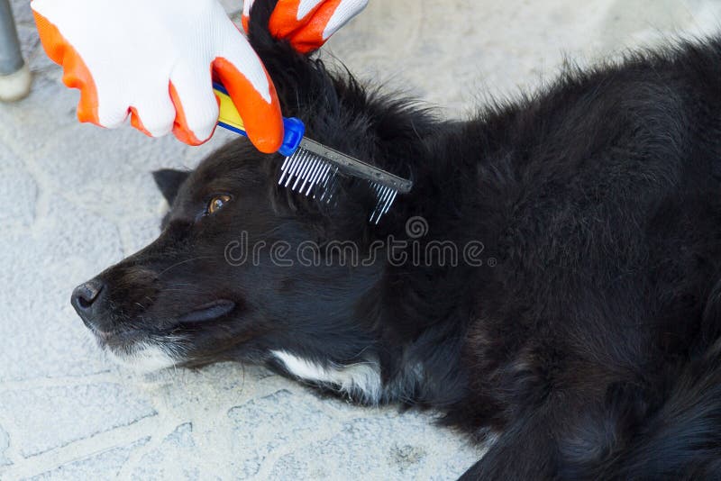 Combing wool dog stock photo. Image of brushing, combed - 24981132