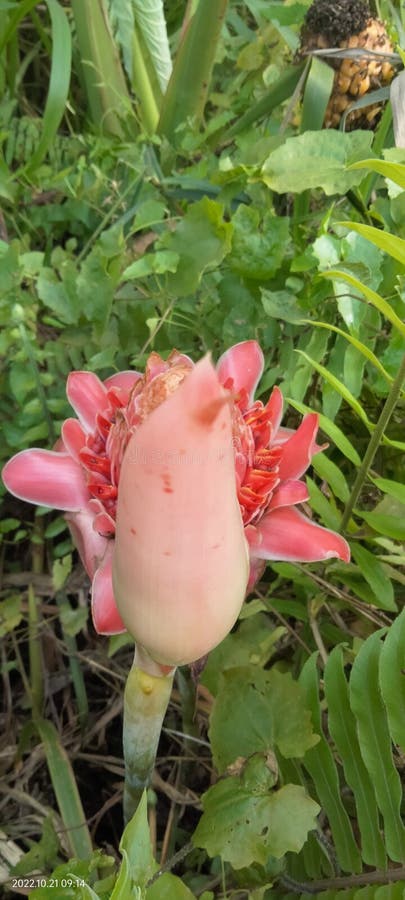 Combrang Flower Buds before they Bloom are Used As Food Stock Image ...