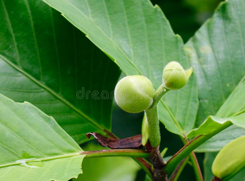 Combretaceae Tree with Flowers Stock Image - Image of park, sand: 74116875