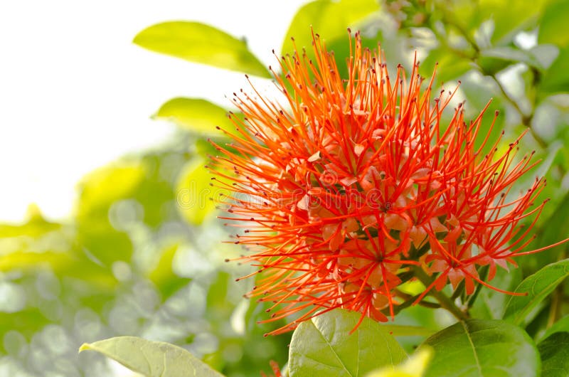 Combretum erythrophyllum stock image. Image of nature - 30401287