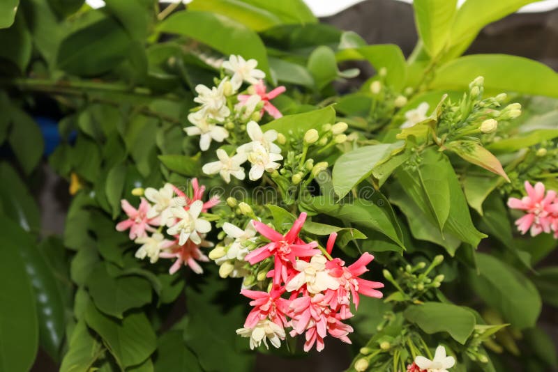 Combretum indicum flower stock image. Image of blooming - 218551919