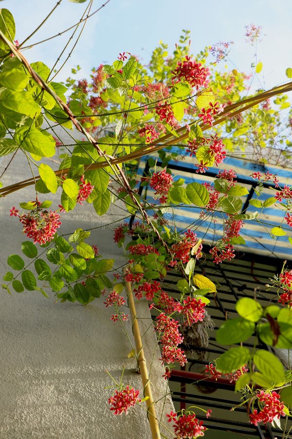 Combretum Indicum or Rangoon Creeper Stock Photo - Image of indicum ...