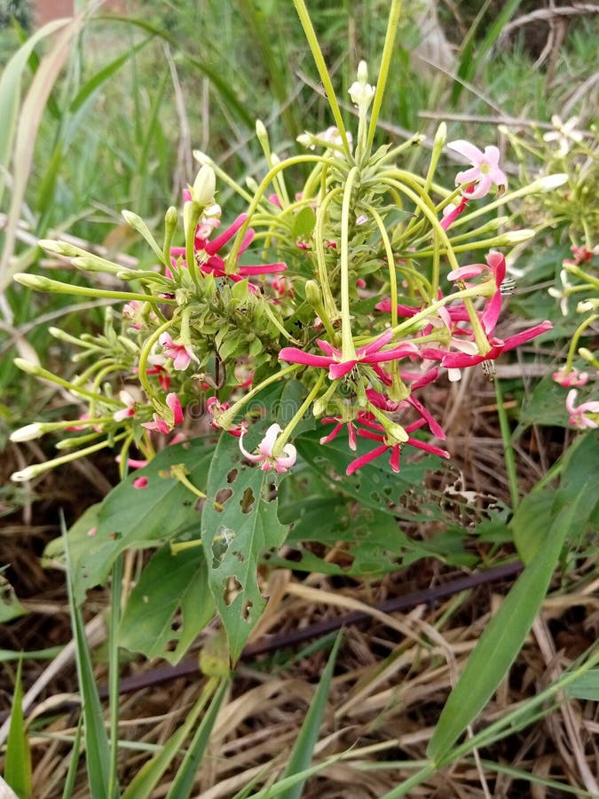 Combretum Indicum Rangoon Creeper Burma Creeper Stock Photo - Image of ...