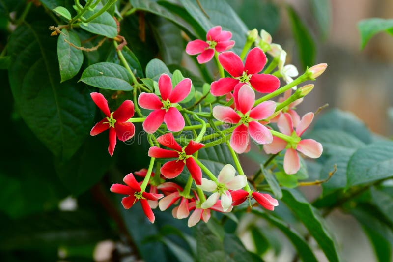 Combretum Indicum or Rangoon Creeper or Burma Creeper Blooming Flowers ...