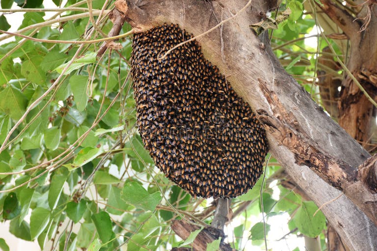 Combs on the big tree stock image. Image of insect, authority - 258338171