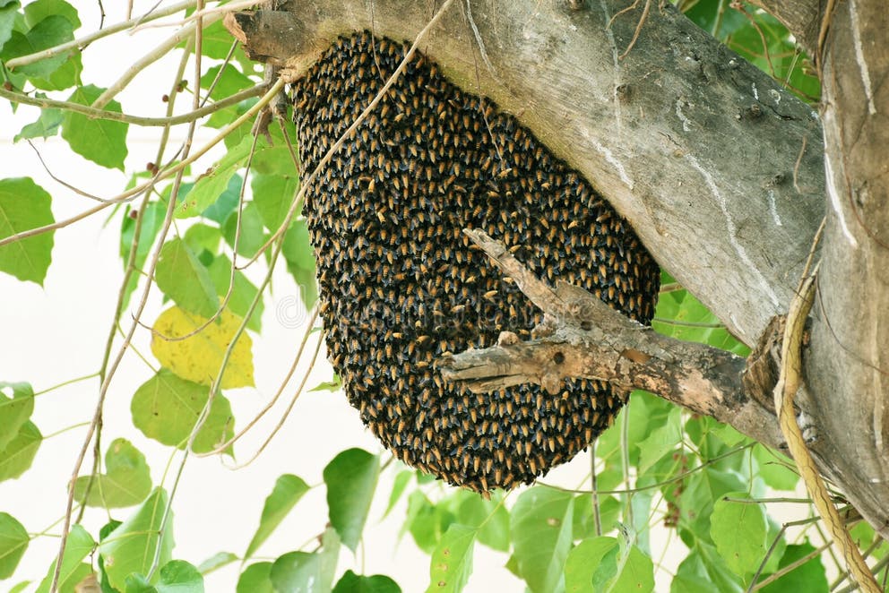 Combs on the big tree stock photo. Image of copy, natural - 258338420