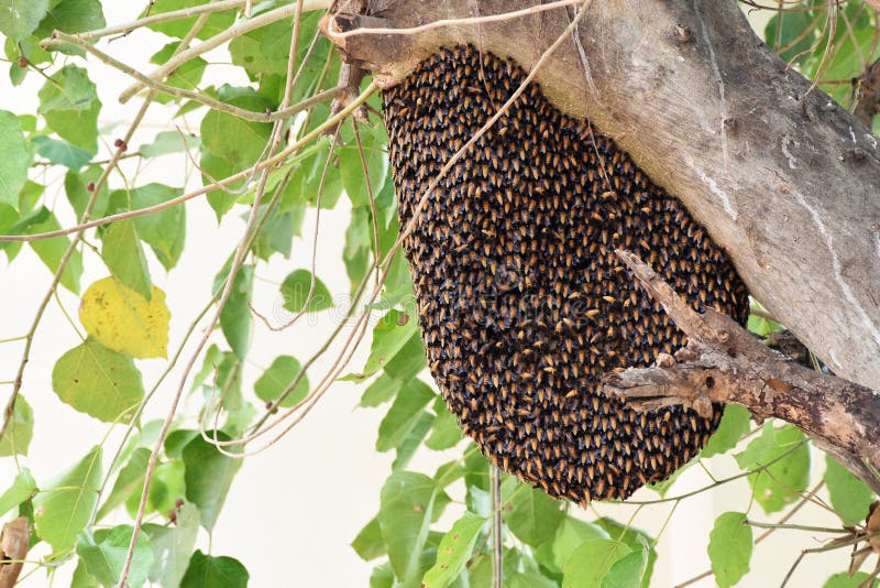 Combs on the big tree stock photo. Image of detail, beeswax - 258338466