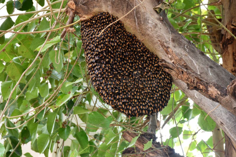 Combs on the big tree stock photo. Image of combs, hollow - 258339600