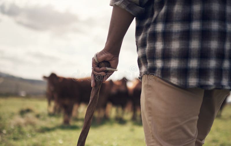 Come on Guys, Lets Go Home. a Man Working on a Cow Farm. Stock Photo ...