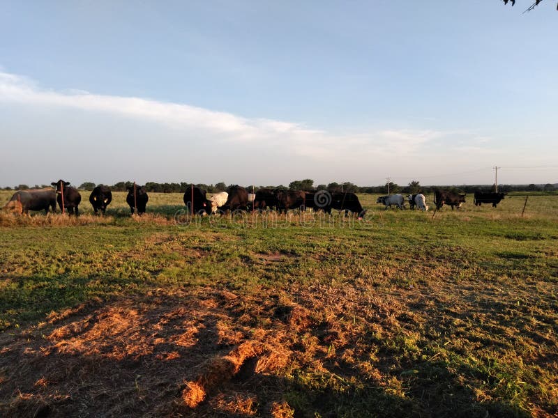 Moooo cow stock image. Image of time, supper, home, moooo - 121827197