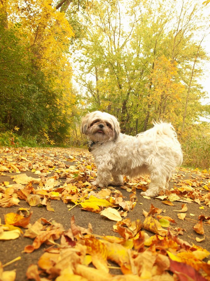 Come on,lets go stock image. Image of walk, leaves, fall - 27056151