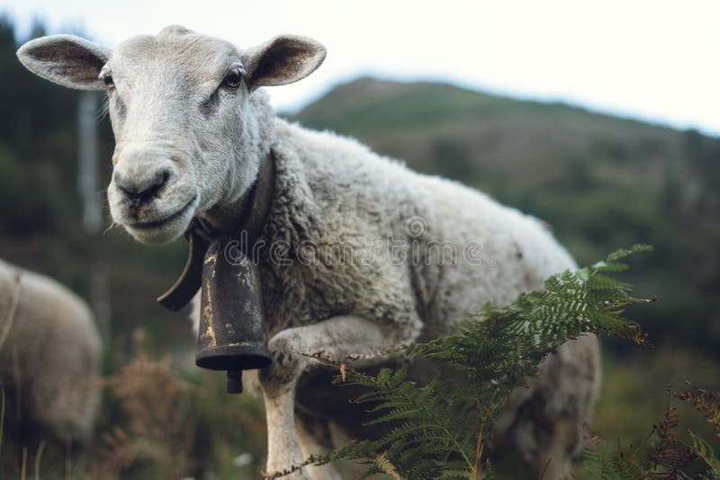 Come with Me To Discover the Wild Stock Image - Image of environment ...