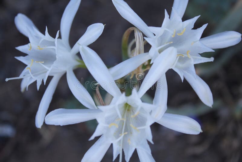 White Beautiful Flower in Leeu Gamka Stock Image - Image of thriple ...