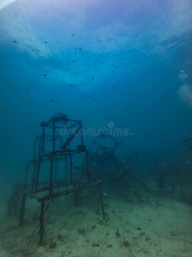 Under water wold stock photo. Image of scuba, â€‹â€‹turtle - 259945482