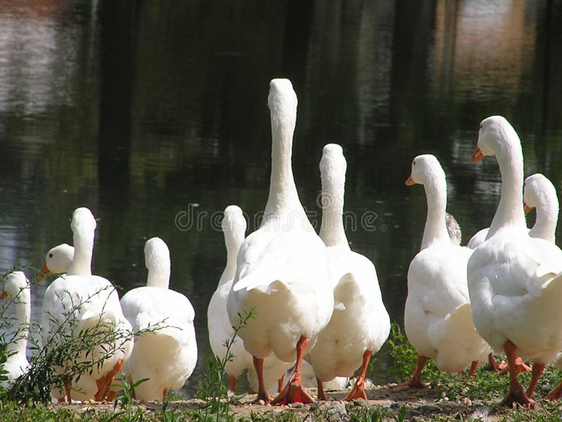 Come to the Water stock photo. Image of waddle, animals - 1439292