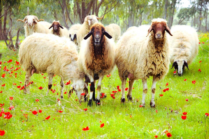 Come together stock photo. Image of sheeps, winter, together - 143698536
