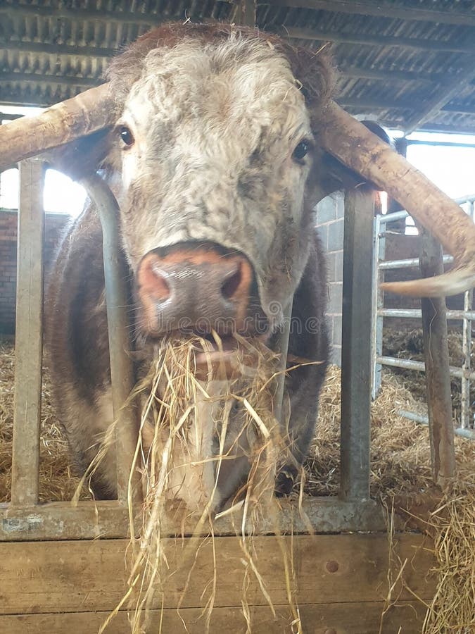 Come on...Try and Take it Off Me? Stock Photo - Image of horns, animal ...