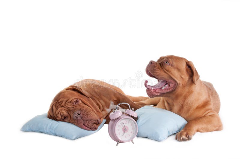 Should I Wake Sleeping Puppy