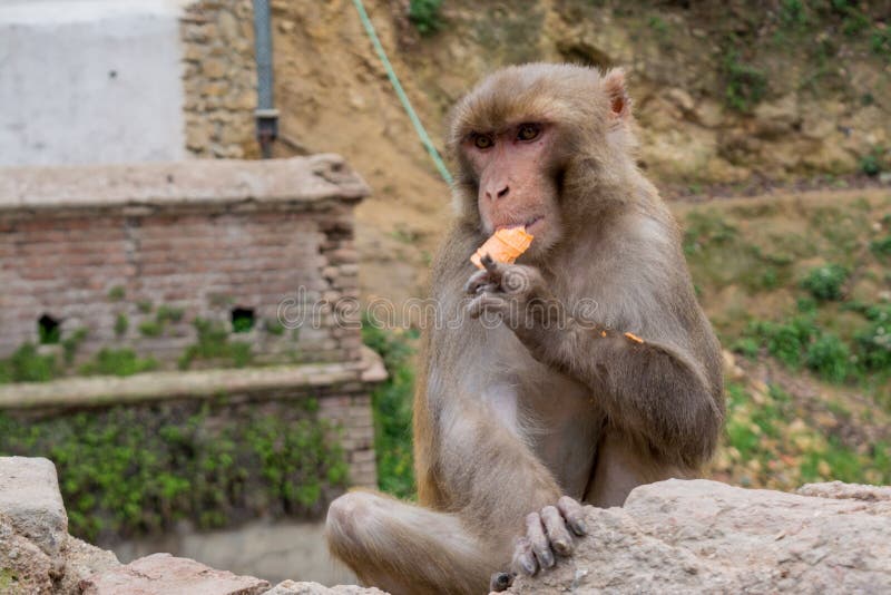 Macacos Comendo No Templo Hindu Foto de Stock - Imagem de comer, monte ...