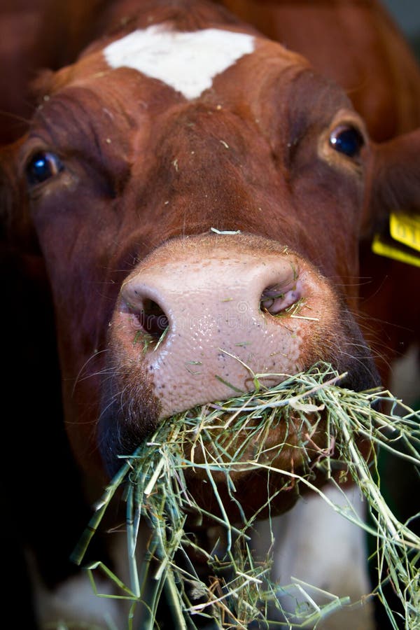 Comendo a vaca imagem de stock. Imagem de gado, marrom - 15360027