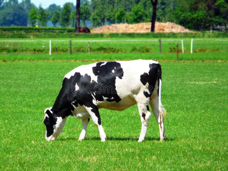 Comendo a vaca foto de stock. Imagem de prado, pastar - 27787222