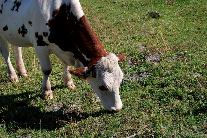Comendo a vaca foto de stock. Imagem de saudável, rebanho - 27787222