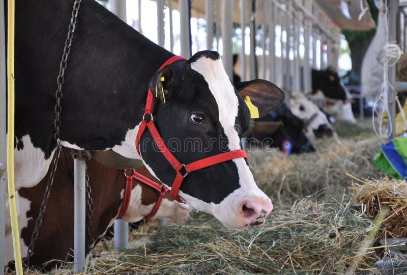 Comendo a vaca imagem de stock. Imagem de gado, vitela - 60049929