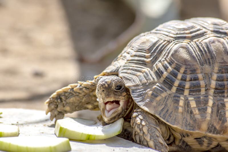 Tortuga Que Come Con La Boca Abierta Imagen de archivo - Imagen de boca ...