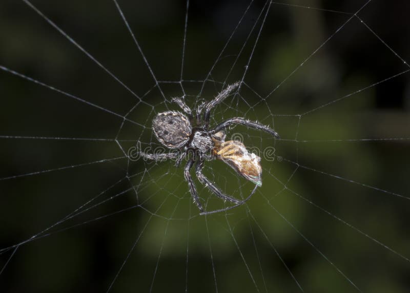 Comer da aranha foto de stock. Imagem de inseto, cabeleira - 35608478
