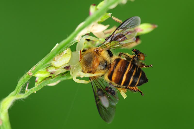 Comer Da Aranha Do Caranguejo Abelhas Imagem de Stock - Imagem de ...