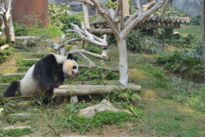 Comer da panda gigante imagem de stock. Imagem de coma - 113656643