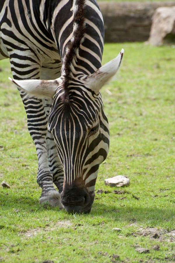 Zebra com comer do potro foto de stock. Imagem de branco - 10929114