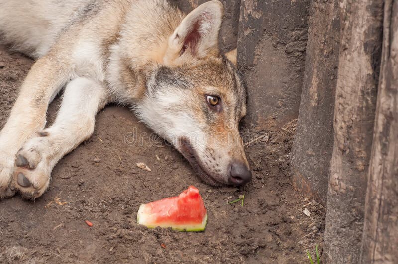 Comer Do Cachorrinho De Lobo Foto de Stock - Imagem de exterior ...